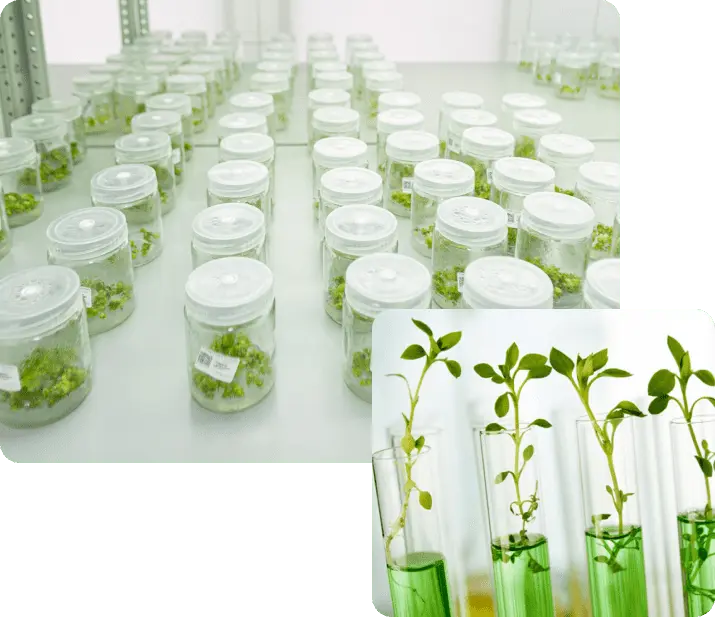 IN VITRO PLANT PROPAGATION